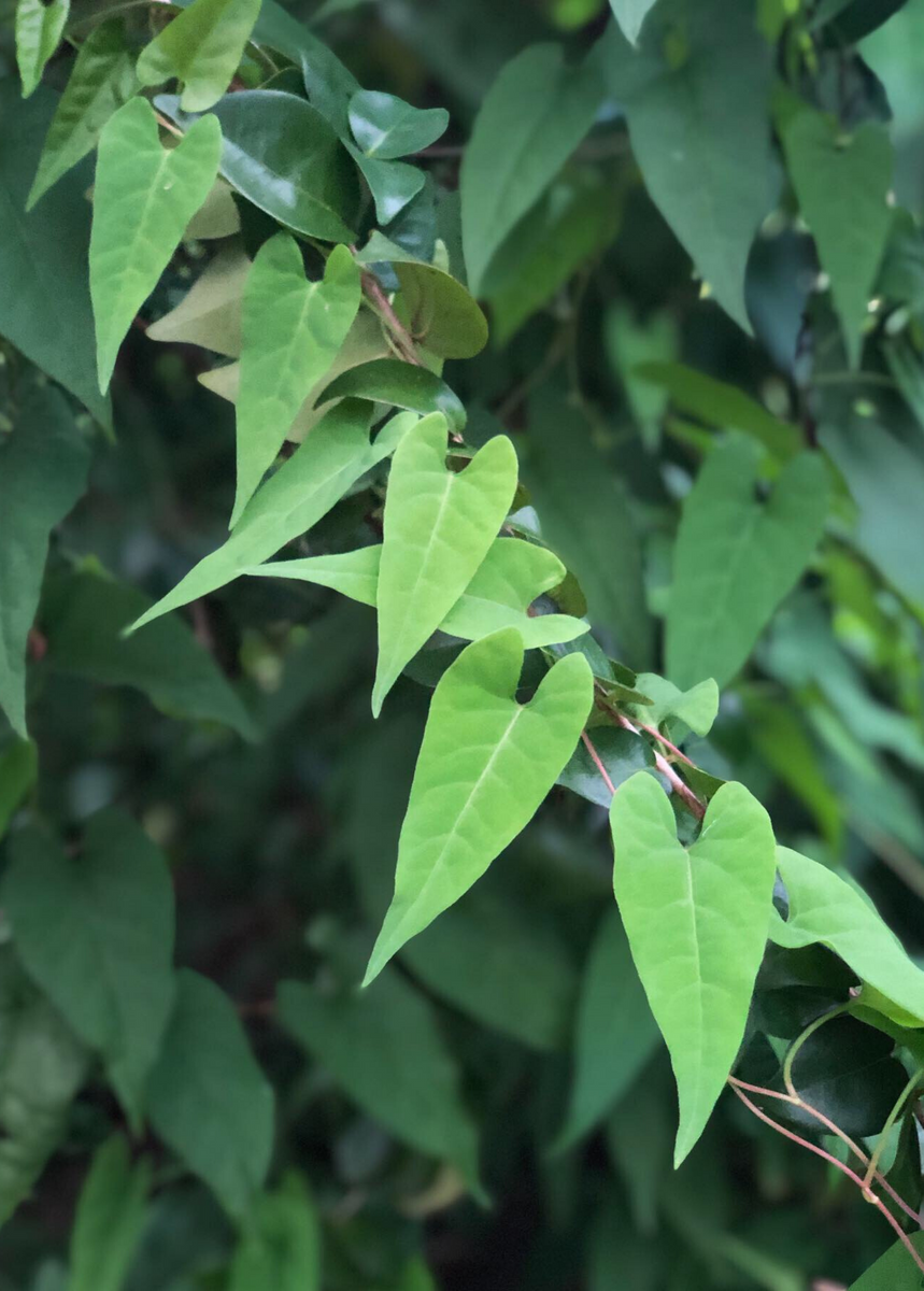 Fo Ti Plant, He Shou Wu - Medicinal Herb Vine | Sow Exotic