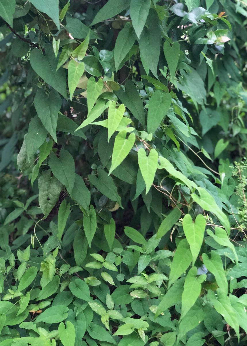 Fo Ti Plant, He Shou Wu - Medicinal Herb Vine | Sow Exotic