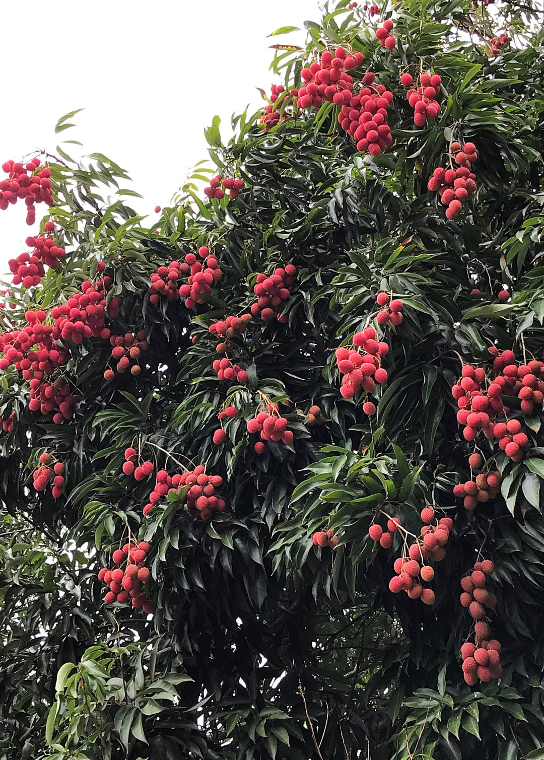 lychee tree requirements