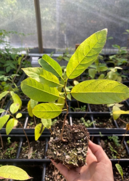 Tropical Fruit & Spice Trees – Page 6 – Sow Exotic