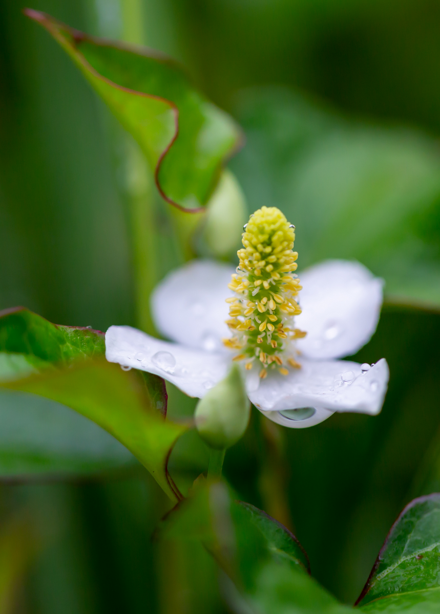 Giâp Cá, Fish Mint (Houttuynia cordata) | Live Herb Plant | Sow Exotic