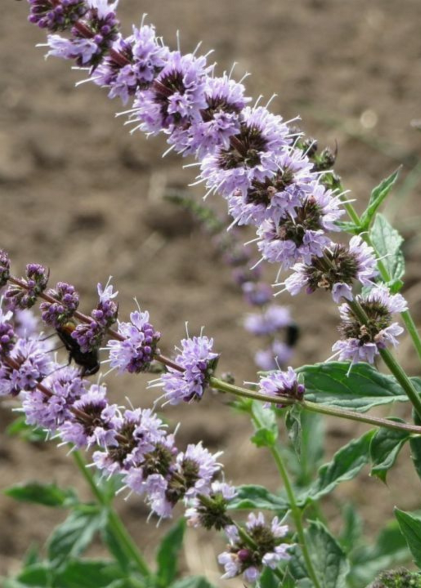 Japanese Catnip Live Plant For Sale | Sow Exotic