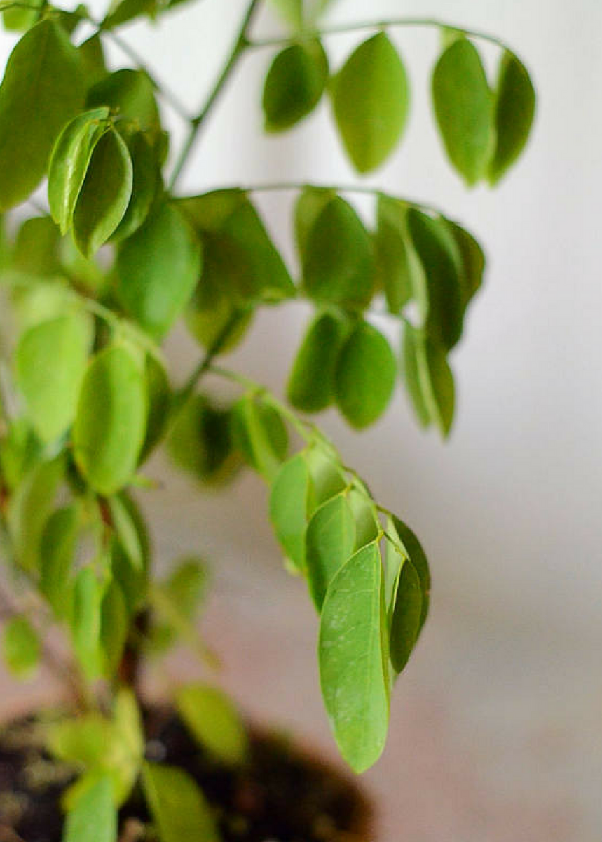 Katuk plants for sale - SowExotic.com – Sow Exotic