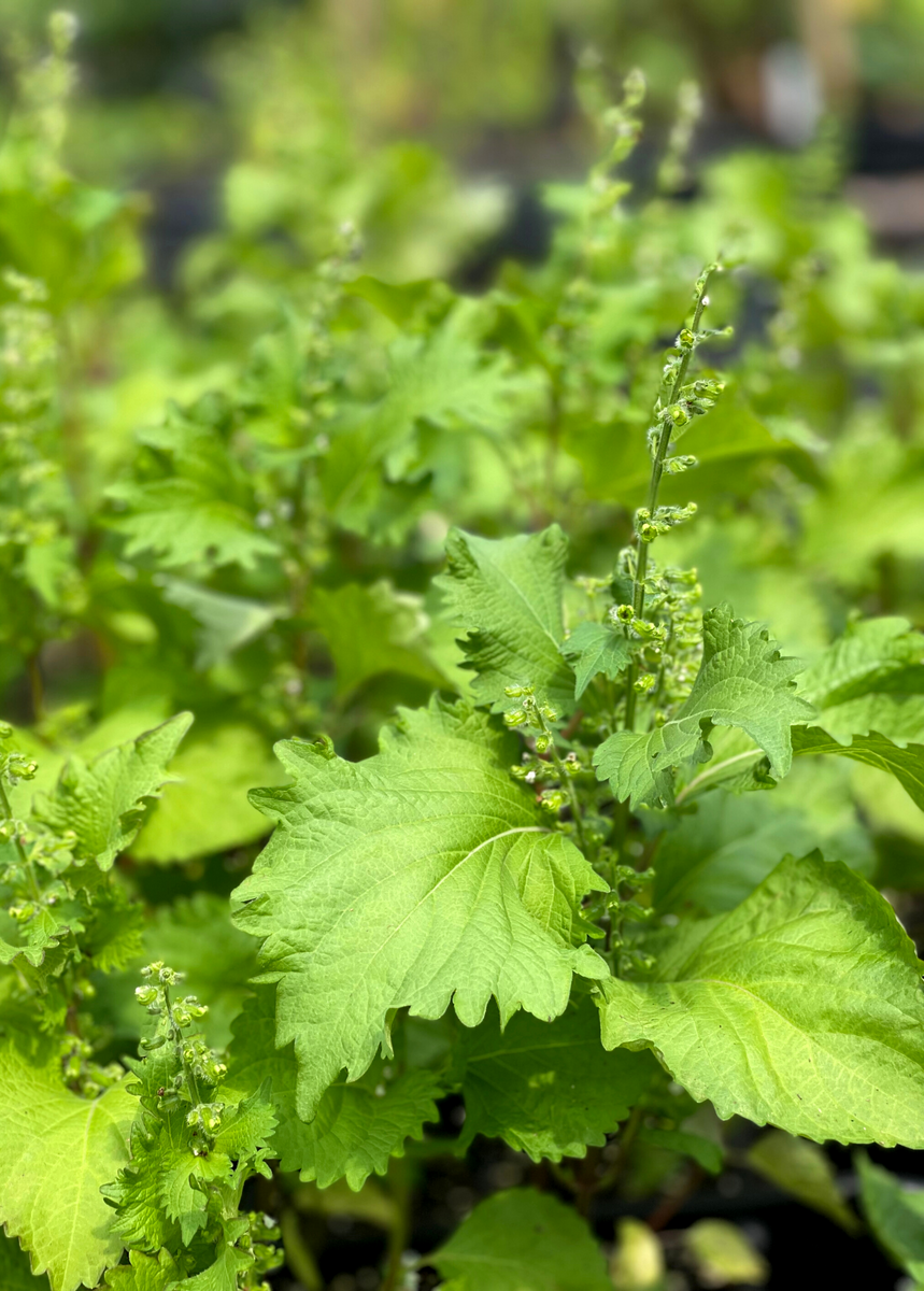 Korean Perilla Plant | Live Herb | Sow Exotic