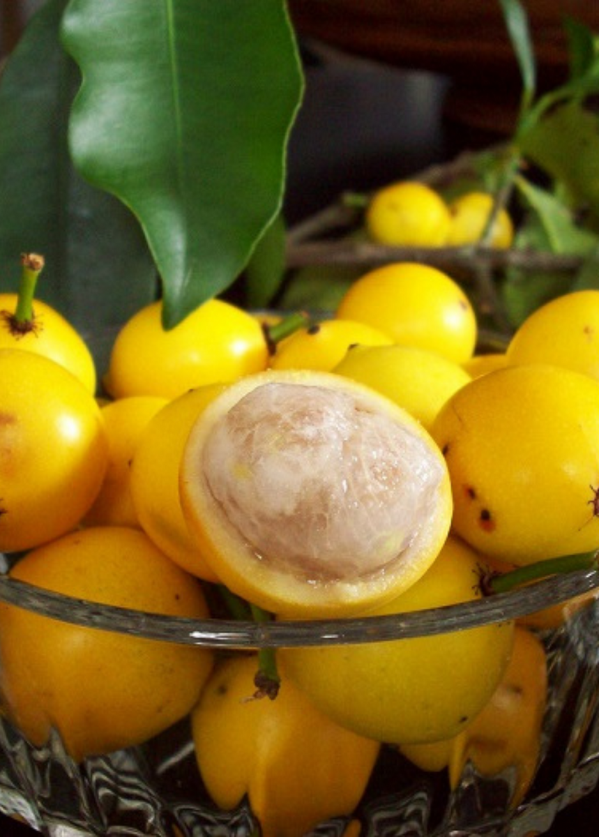 Lemon Drop Mangosteen | Rare Tropical Fruit Tree | Sow Exotic