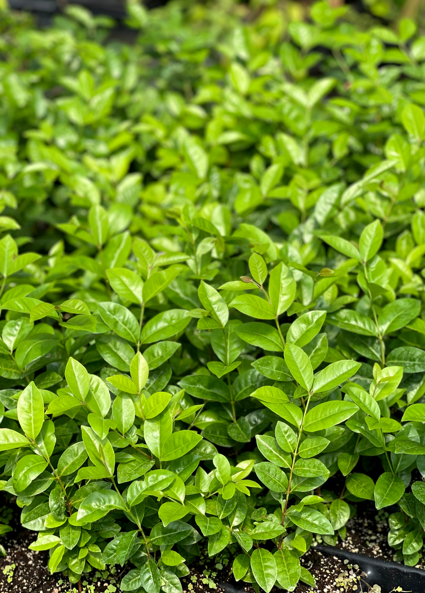 Cherry of the Rio Grande | Live Fruit Tree | Sow Exotic