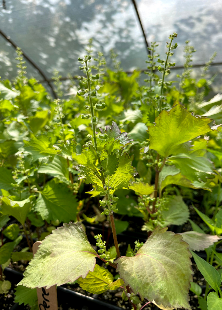 Korean Perilla Plant | Live Herb | Sow Exotic