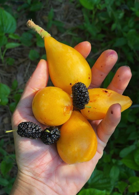 Seasonal BOGO’s | Buy One Get One Free for a limited time! – Sow Exotic