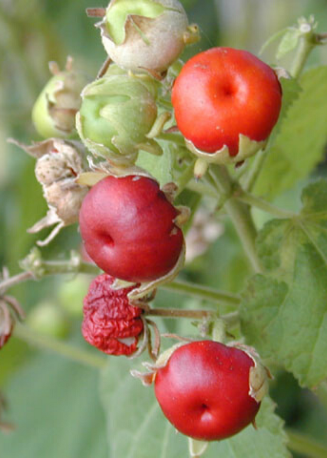 malvaceae tree fruit