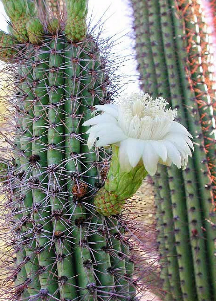 white ghost cactus flower