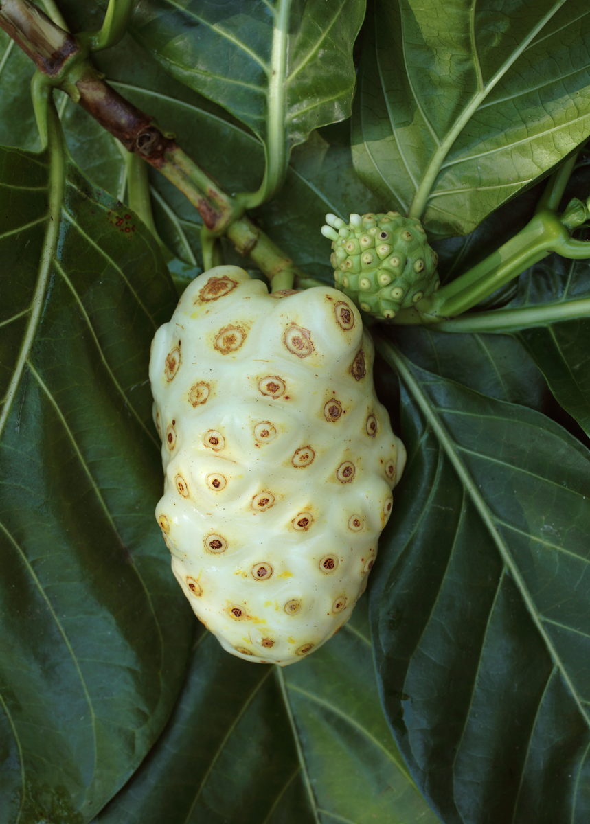 Noni Fruit Tree | Tropical Fruit Tree | Sow Exotic