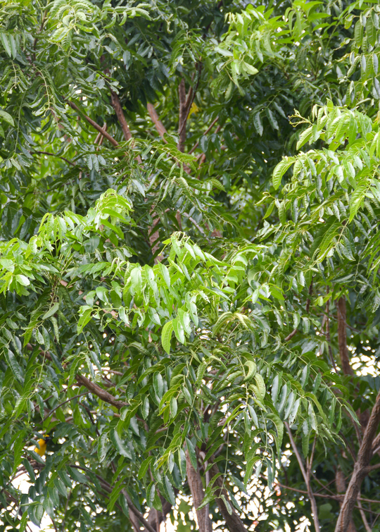 neem tree flower features