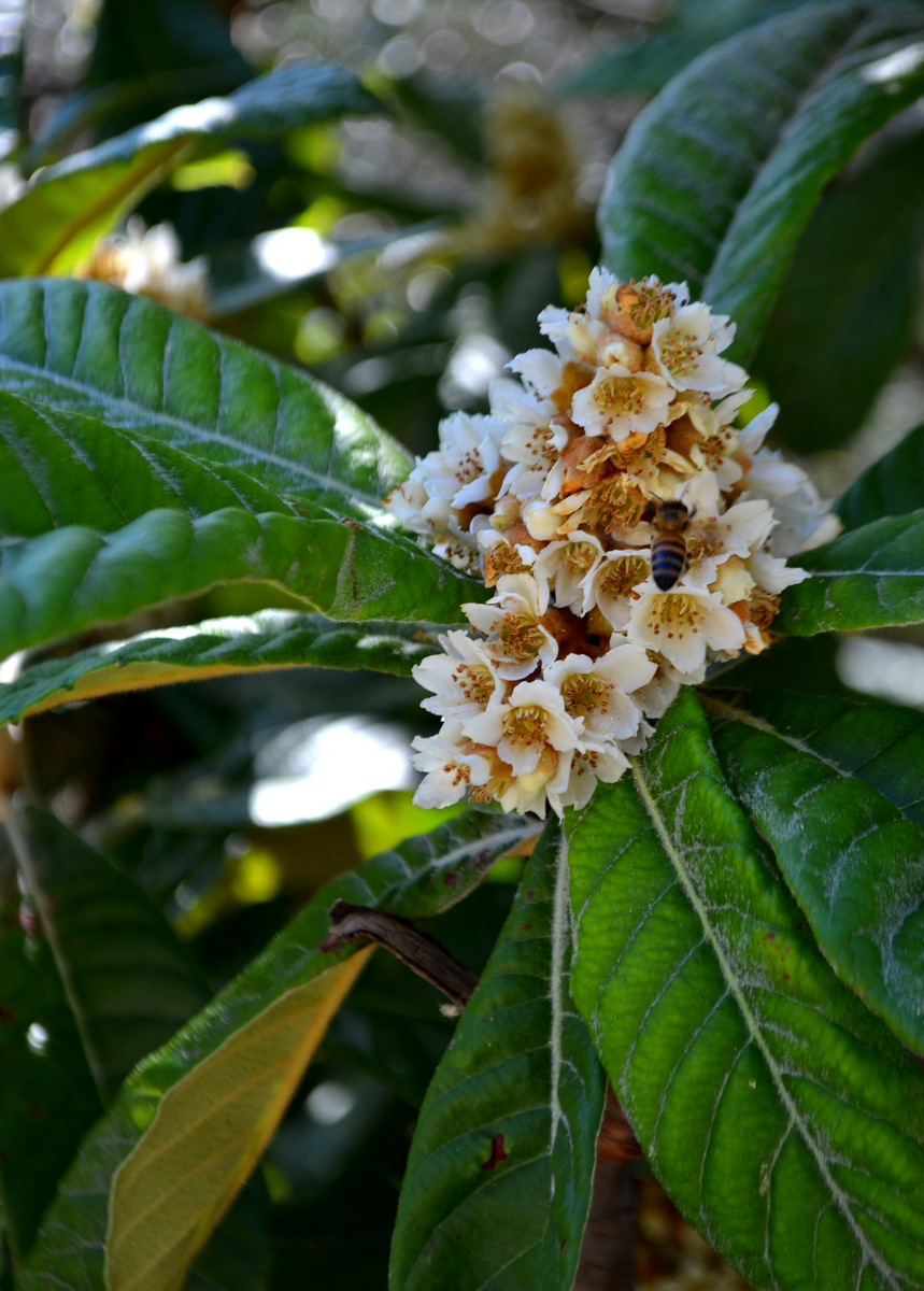 Champagne Loquat Fruit Tree, Eriobotrya japonica | Sow Exotic