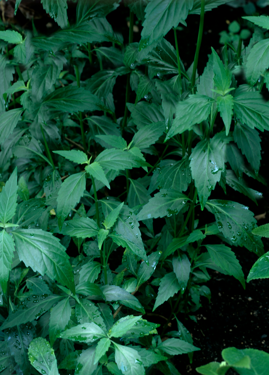 Java Tea Plant (Orthosiphon stamineus) Medicinal Herb | Sow Exotic