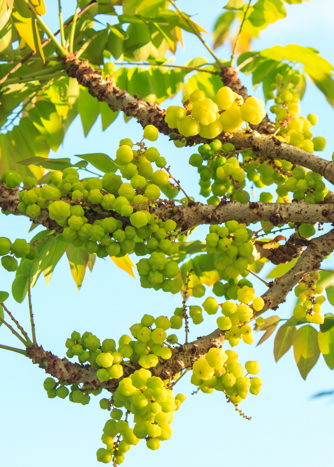 gooseberry leaves scientific name