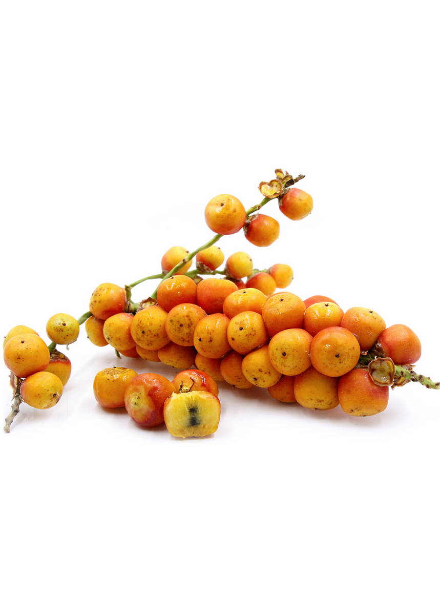 Jelly Palm Plant, Butia capitata - Fruit Tree | Sow Exotic