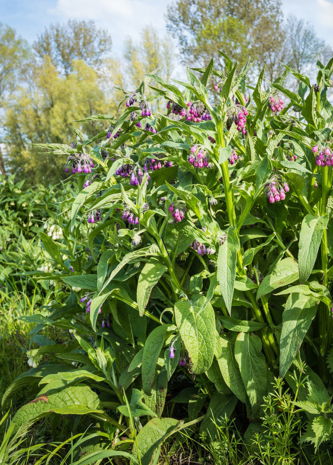 comfrey flowering time