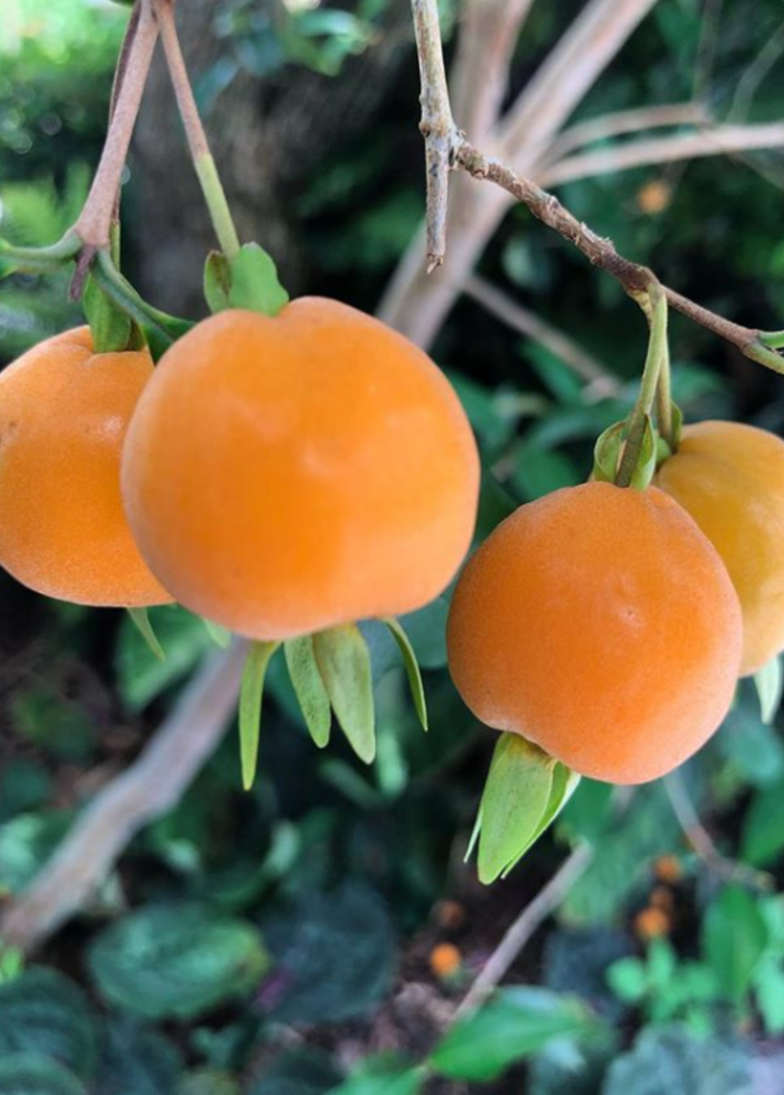 Rare Pitomba Fruit Tree | Tropical Fruit | Sow Exotic