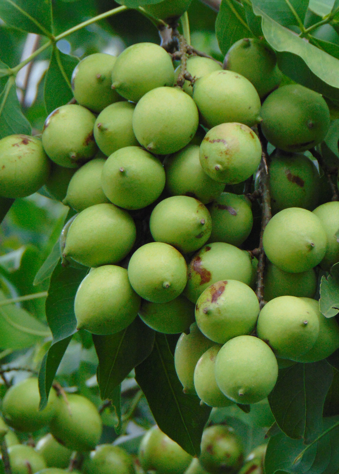 quenepas tree