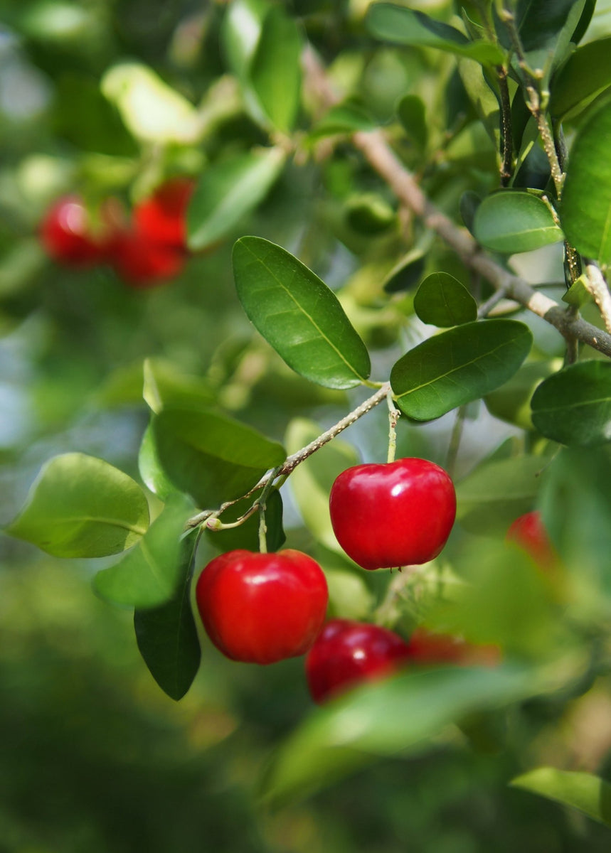 Barbados Cherry (Acerola) Trees For Sale - SowExotic.com – Sow Exotic