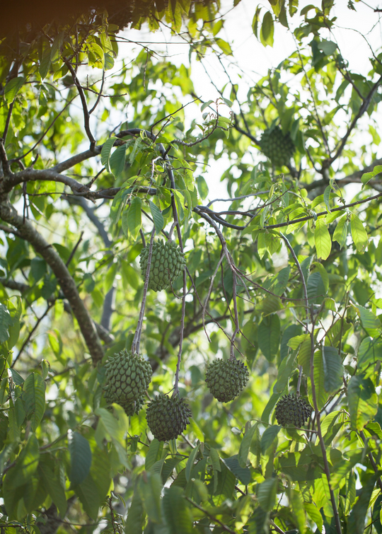 Rare Tropical Fruit Trees Rare Tropical Fruit Tree Collection