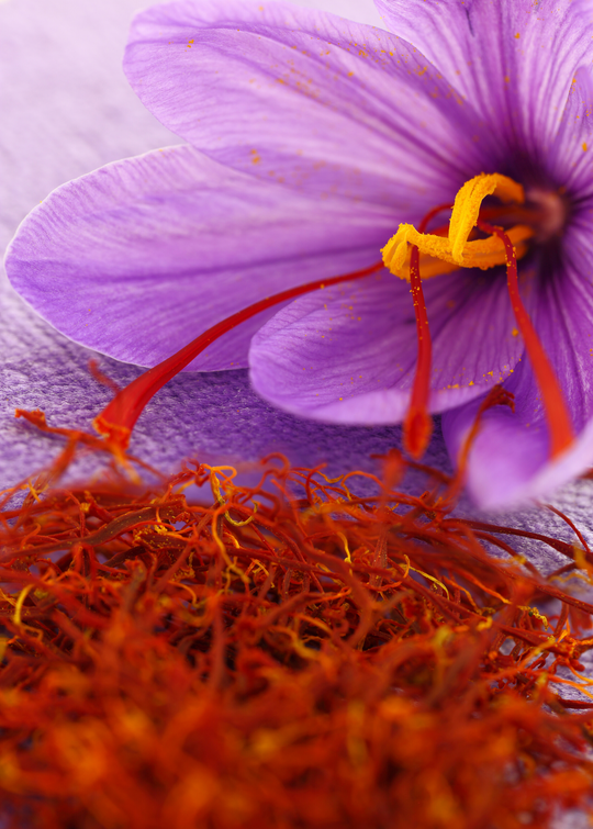 fall crocus saffron