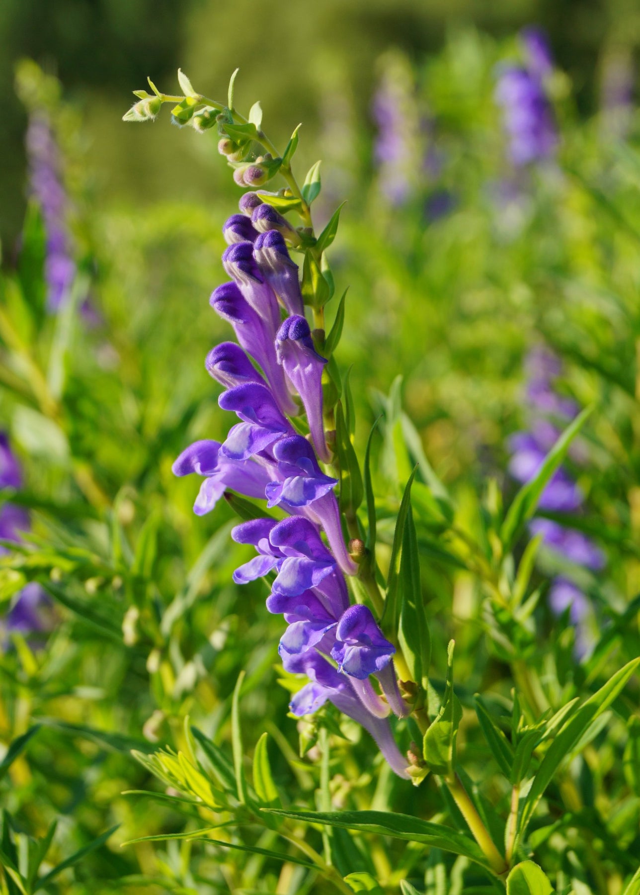 Skullcap Plant | Medicinal Herb | Sow Exotic