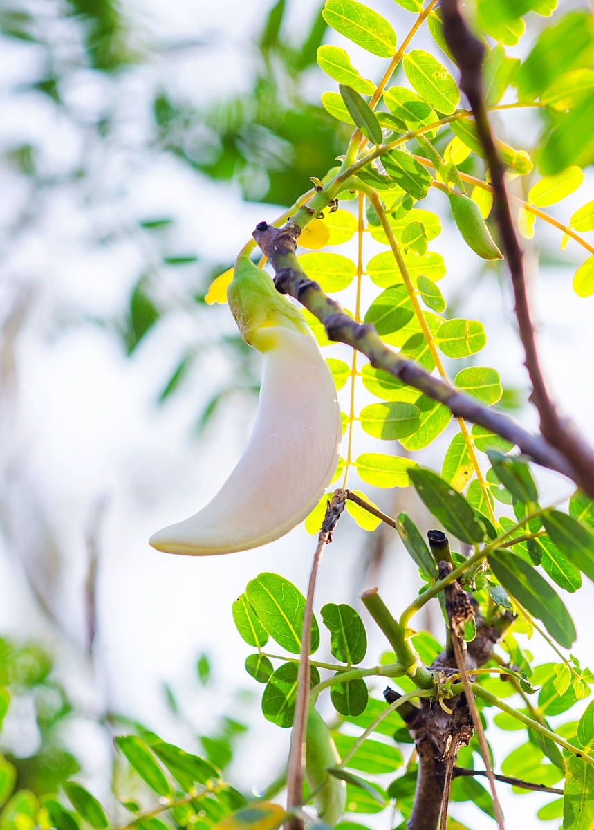Hummingbird Tree | Rare Edible Plant | Sow Exotic