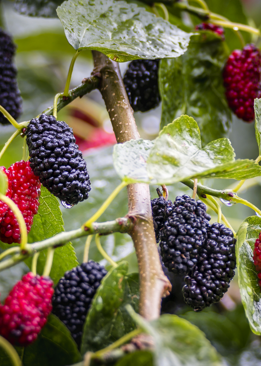 Mulberry Tree Fruit Catcher