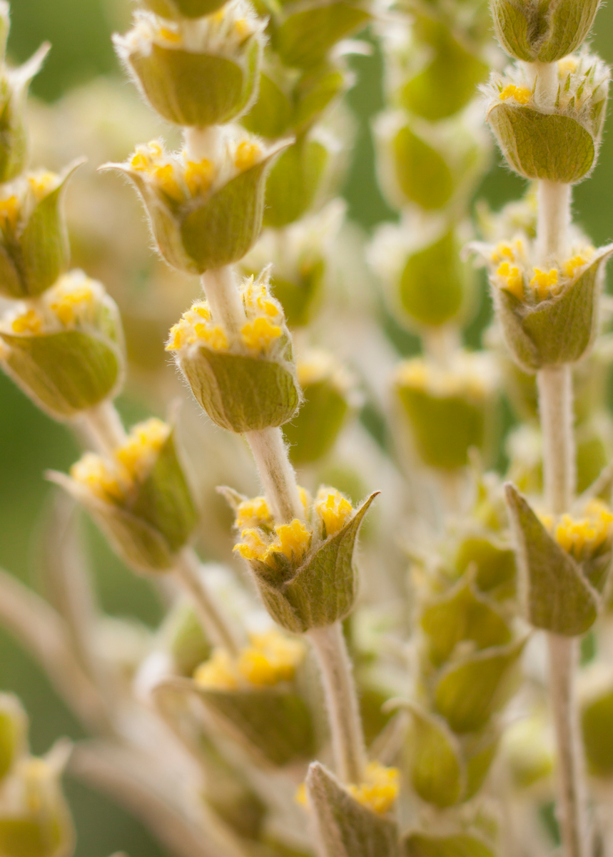 Greek Mountain Tea Plant (Sideritis scardica) Live Herb | Sow Exotic