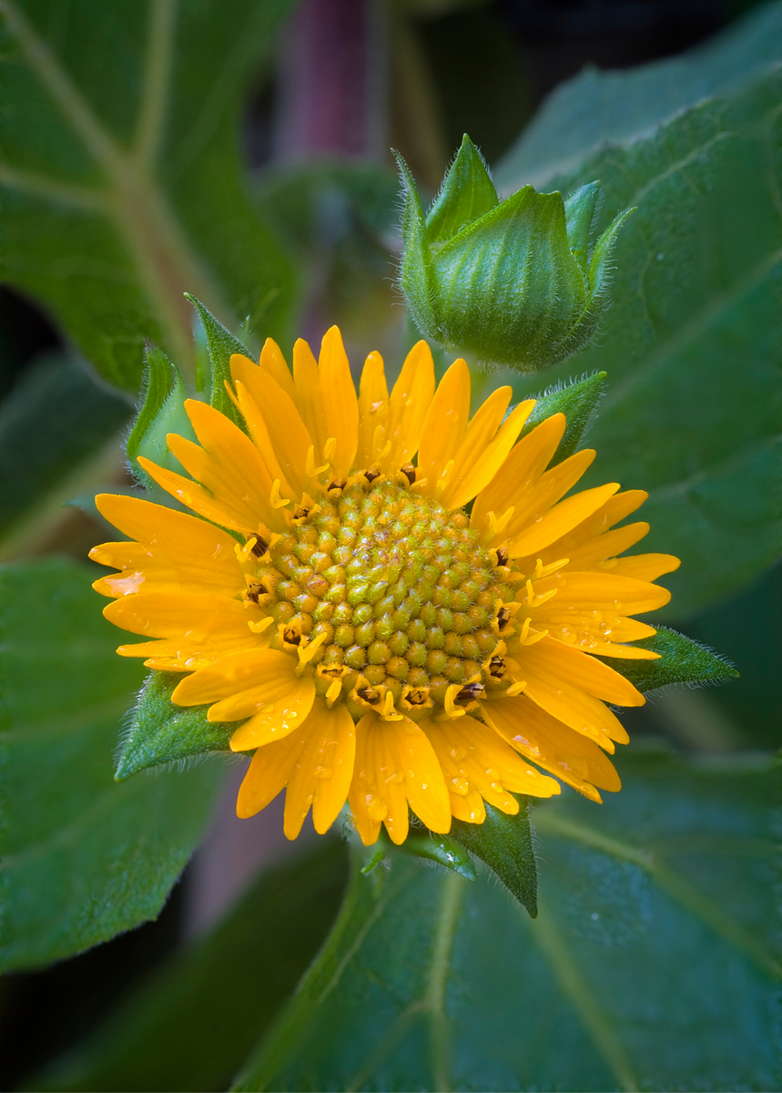 Yacon, Yellow Earth Apple Plant for Sale - SowExotic.com – Sow Exotic