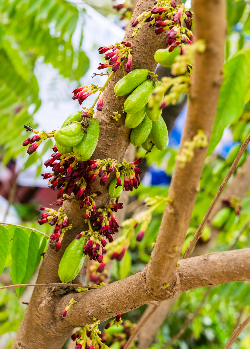 Bilimbi Fruit Tree | Tropical Plants | Sow Exotic