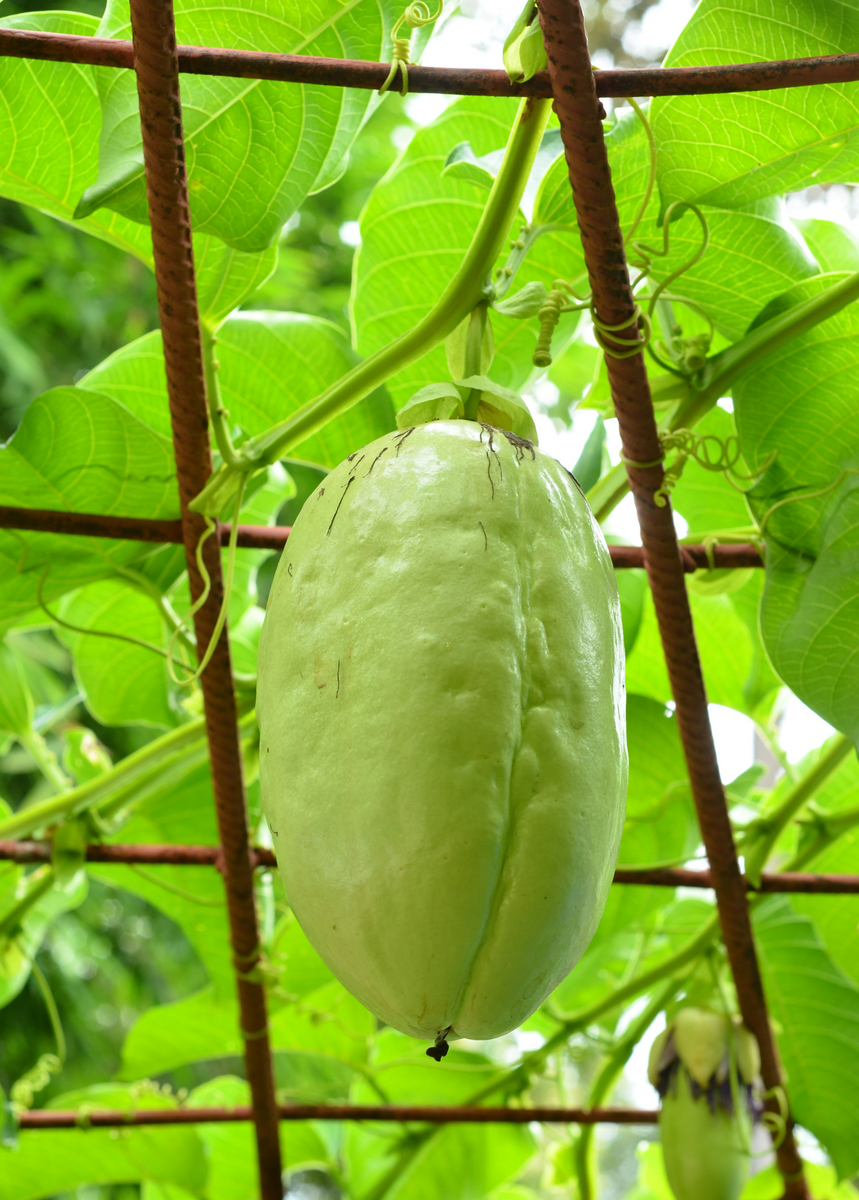 Granadilla Tree