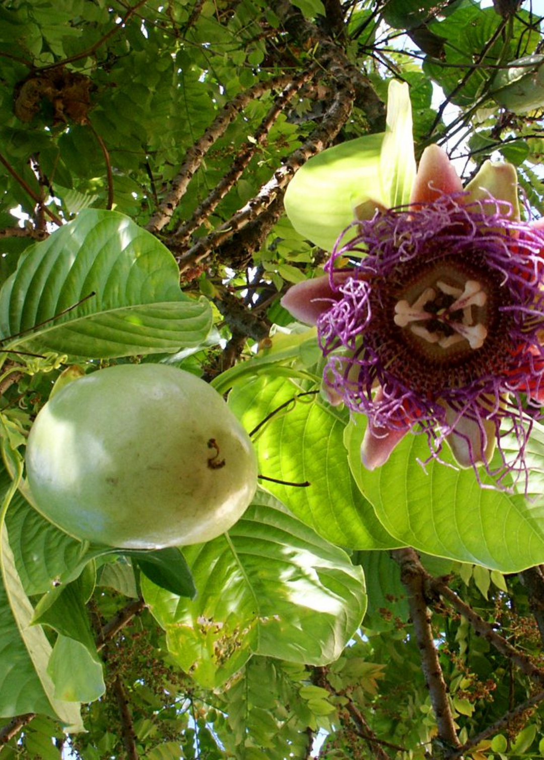 Granadilla Planting Guide