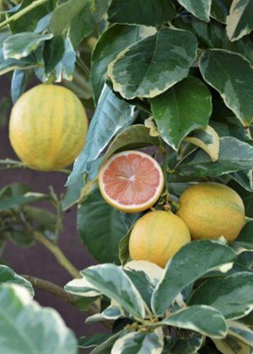 Variegated Pink Lemon Trees For Sale - SowExotic.com – Sow Exotic