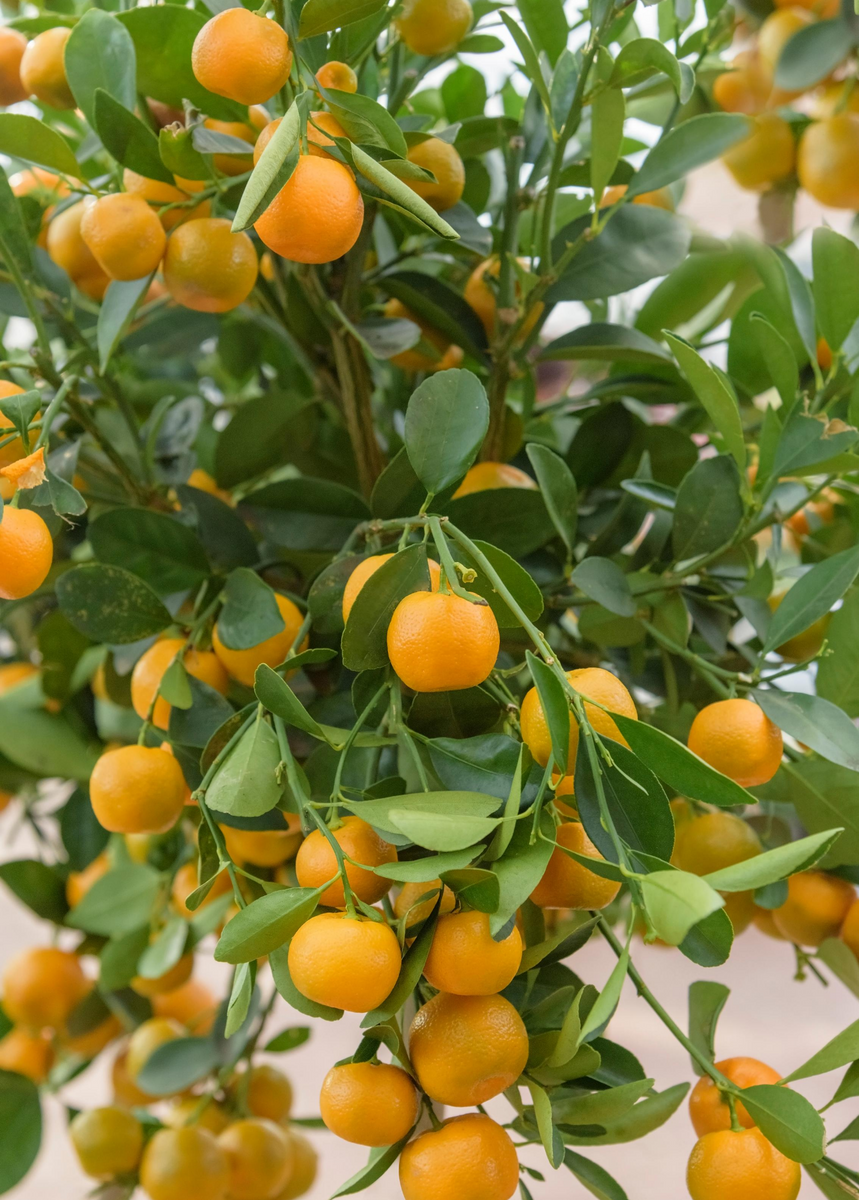 Calamondin Fruit Trees For Sale - SowExotic.com – Sow Exotic