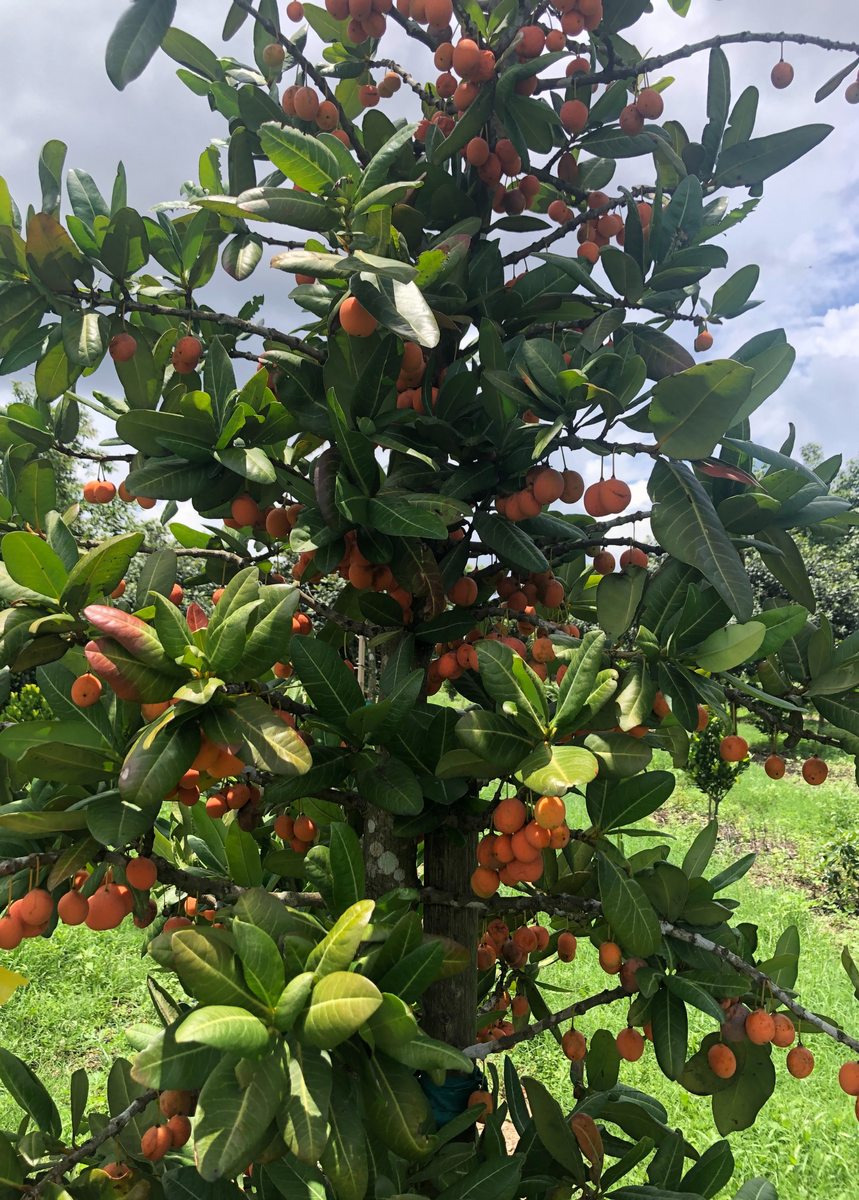 Imbe (Garcinia livingstonei) | Rare Tropical Fruit Tree | Sow Exotic
