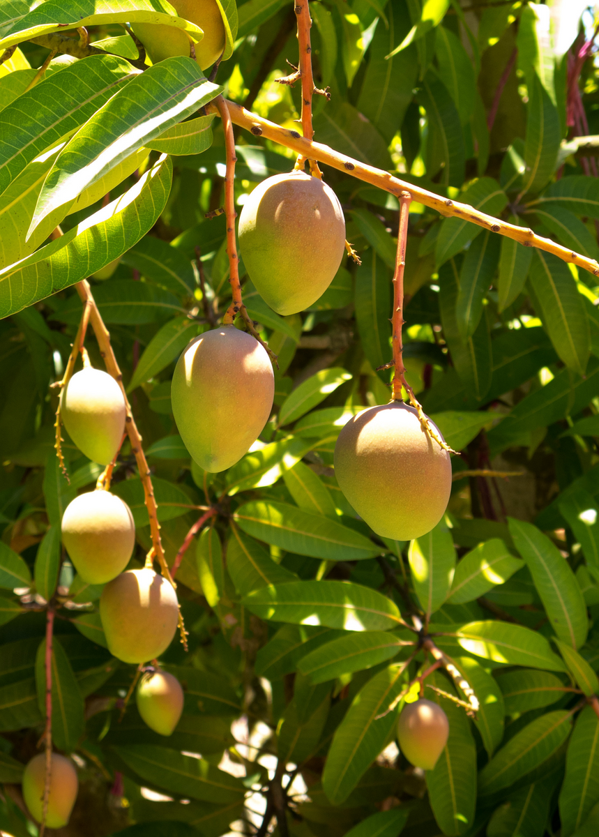 Carrie Mango | Tropical Fruit Tree | Sow Exotic
