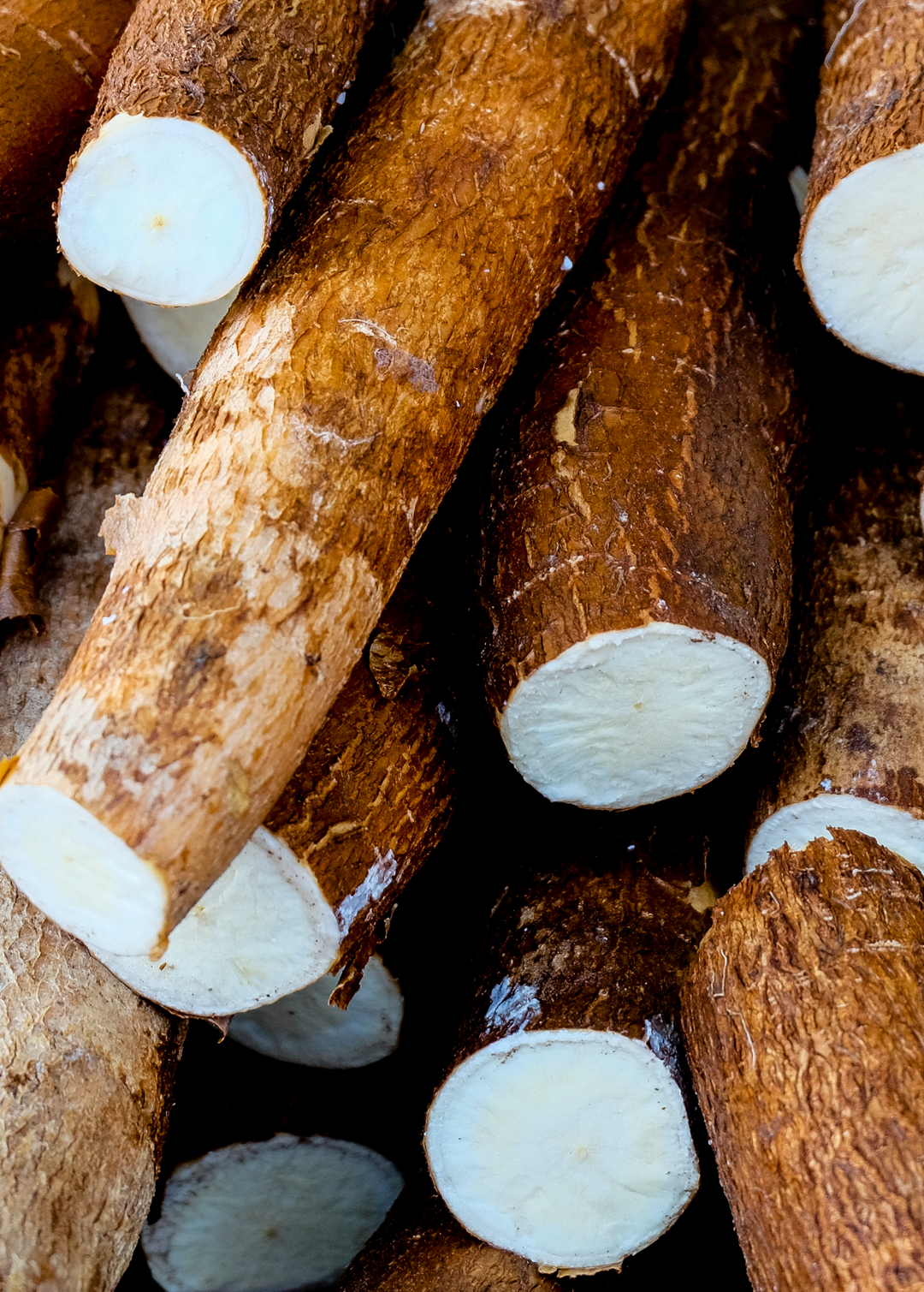 manioc root