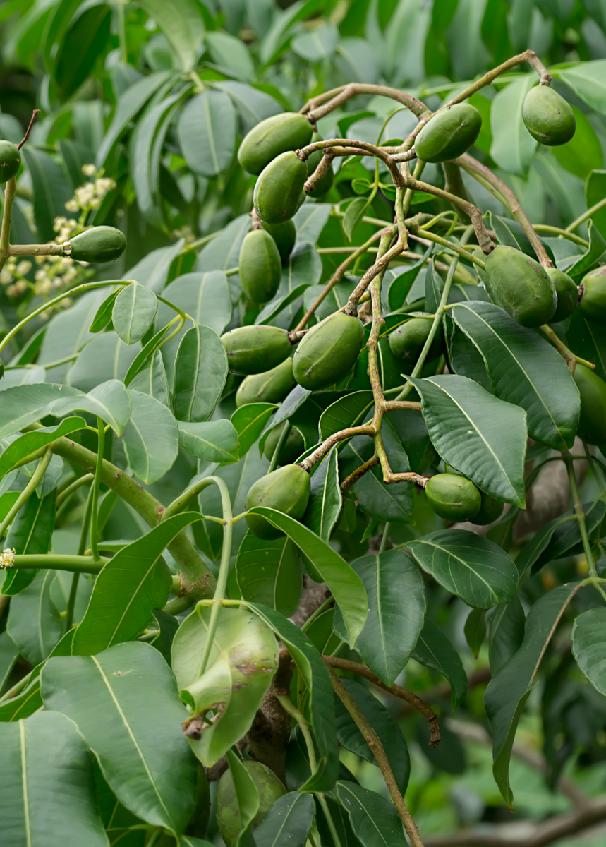 June Plum | Tropical Fruit Tree | Sow Exotic