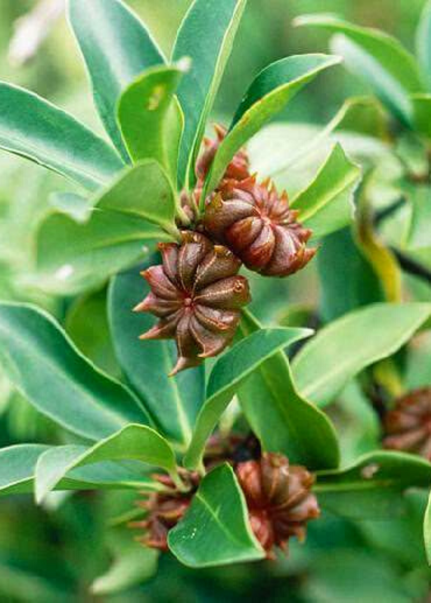 Star Anise Flower