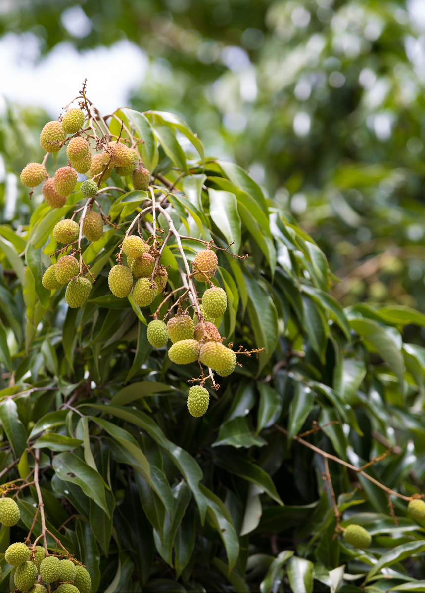 Sweetheart Lychee 3-5 ft | Tropical Fruit Tree | Sow Exotic