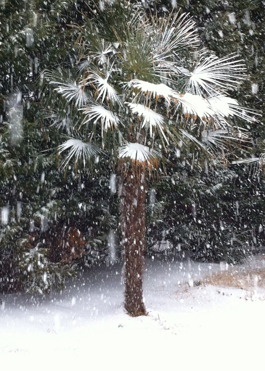 Chinese Windmill Palm | Rare Cold Hardy Palm Tree | Sow Exotic