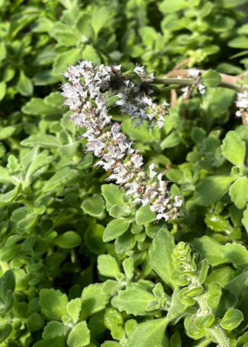 Vicks Plant, Plectranthus tomentosa | Sow Exotic