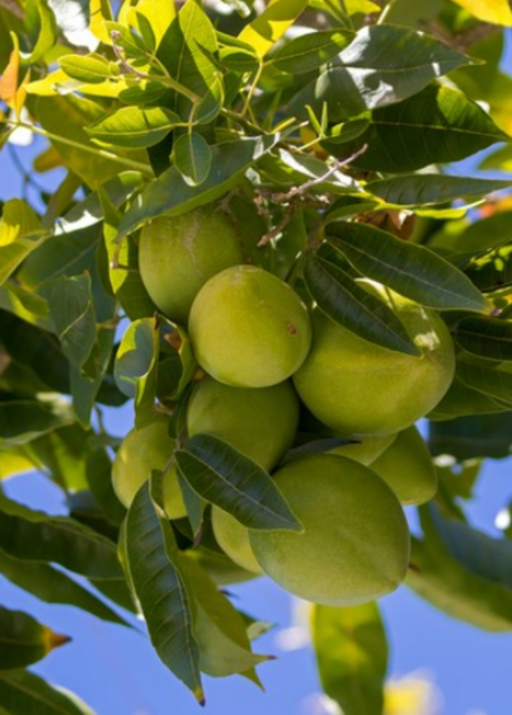 sapote fruit tree