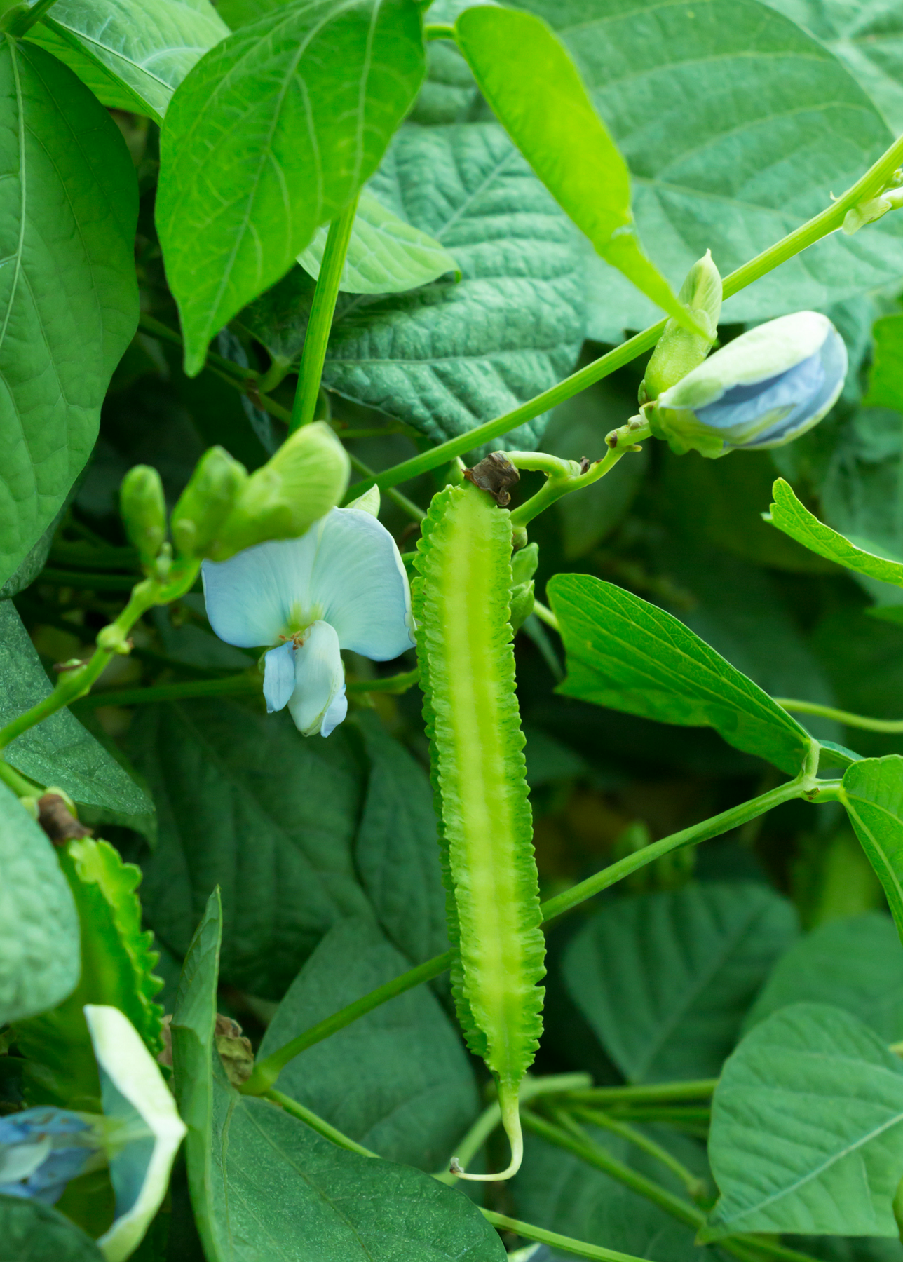 Winged Bean Plant - Rare Fruiting Vine | Sow Exotic
