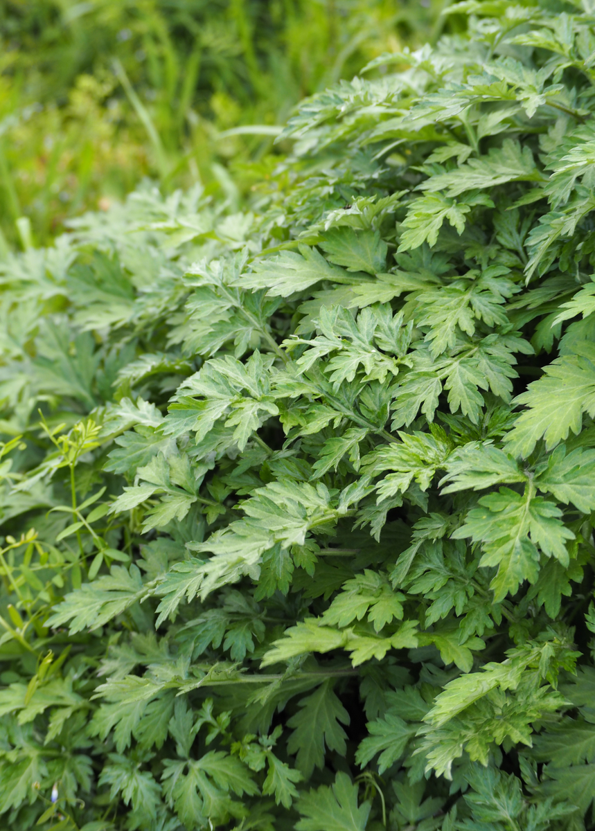 Yomogi | Medicinal Herb Plant | Sow Exotic