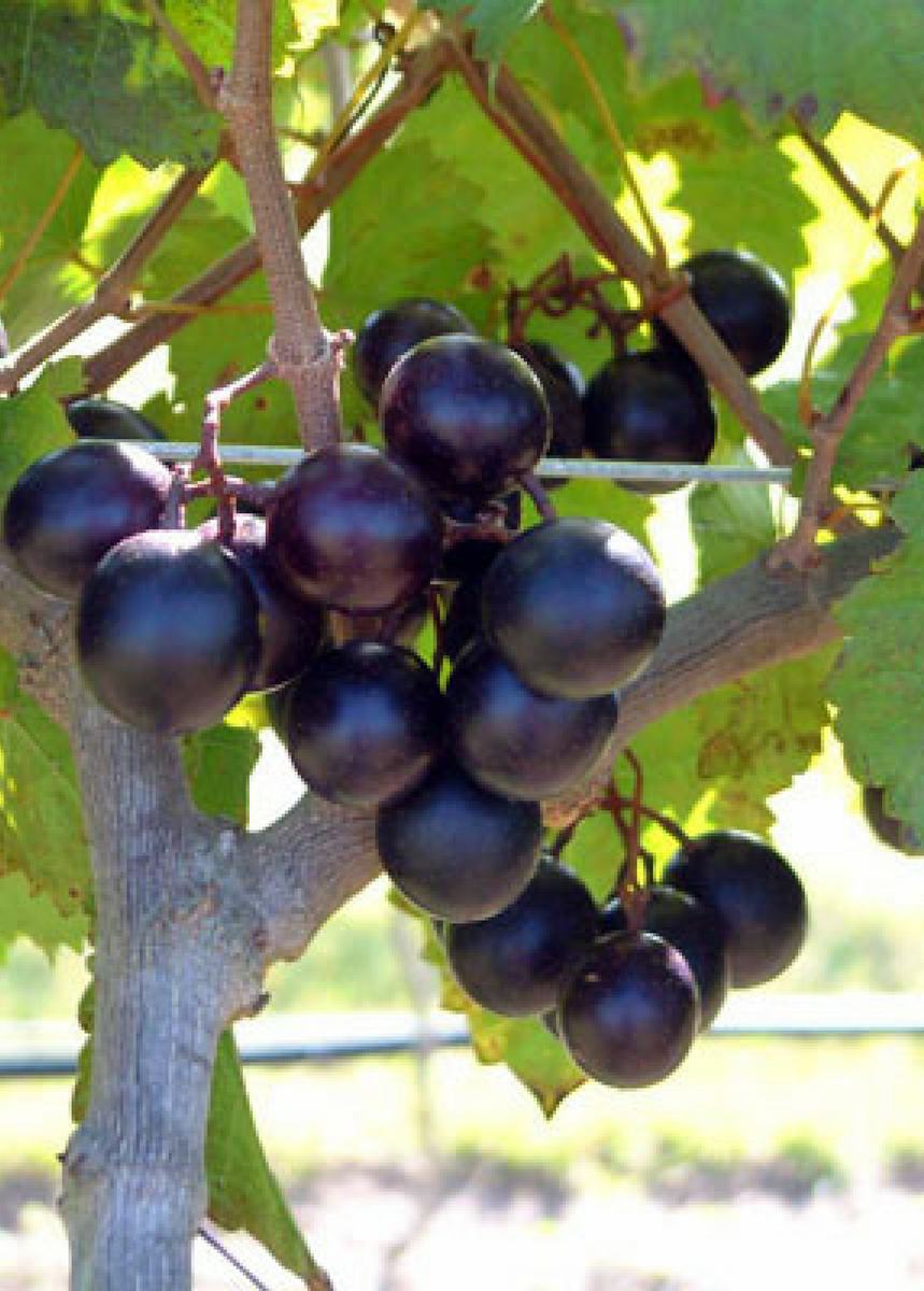 Muscadine Grape Plant, Alachua Muscadine Fruiting Vine | Sow Exotic
