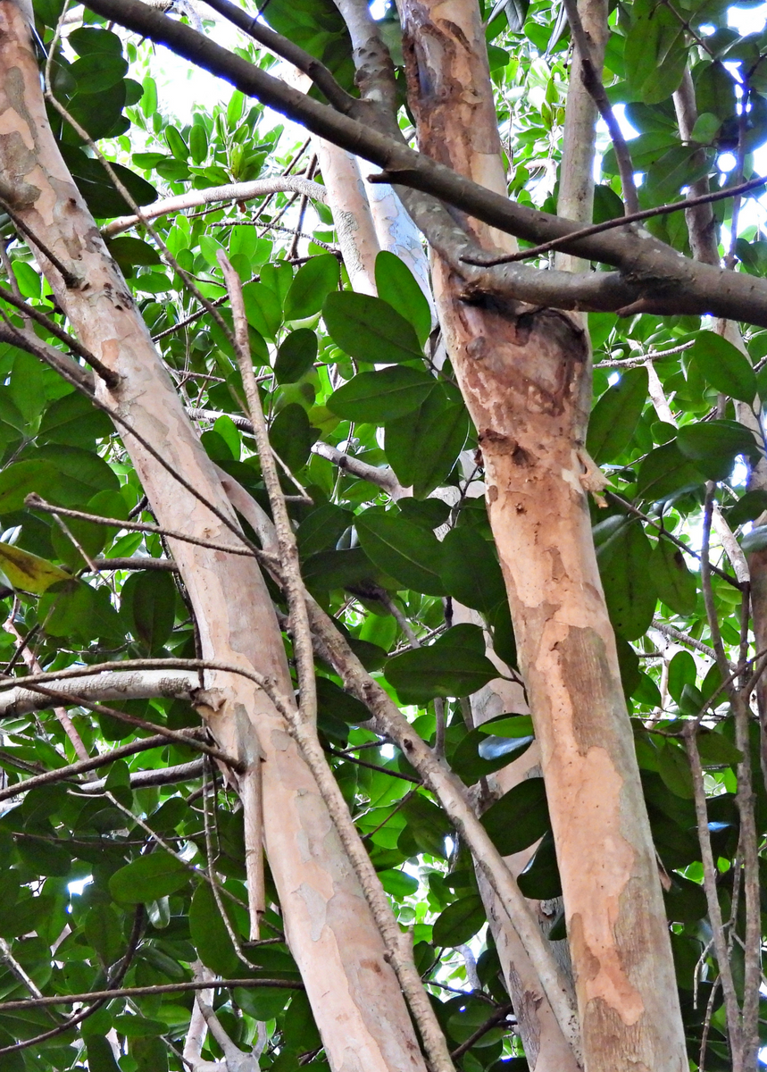 Bay Rum - Live Herb Tree For Sale - SowExotic.com – Sow Exotic