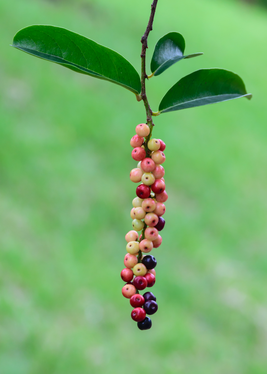 Bignay | Live Tropical Fruit Tree | Sow Exotic